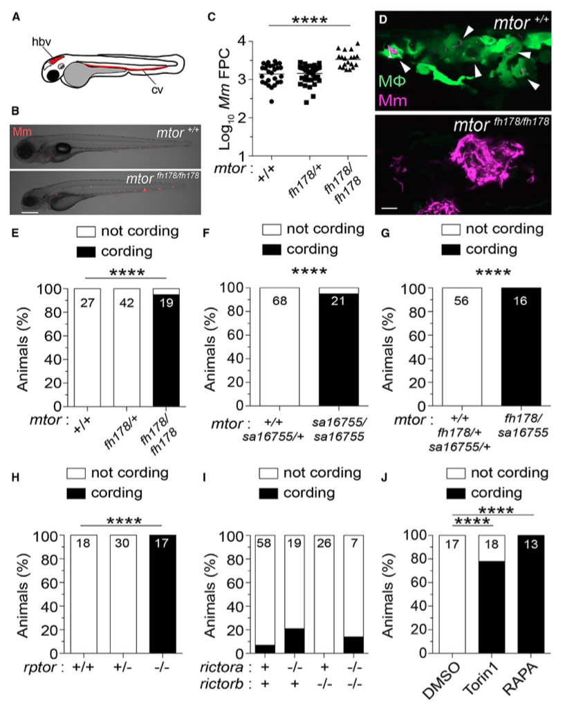 Cell丨mTOR在宿主巨噬细胞对抗结核中的关键作用 - 知乎