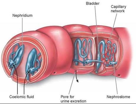 图说排泄系统(Excretory system)·无脊椎动物 - 知乎