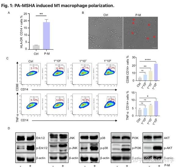 Nature子刊 | PA-MSHA与αPD-1联合应用在临床上的巨大潜力 - 知乎