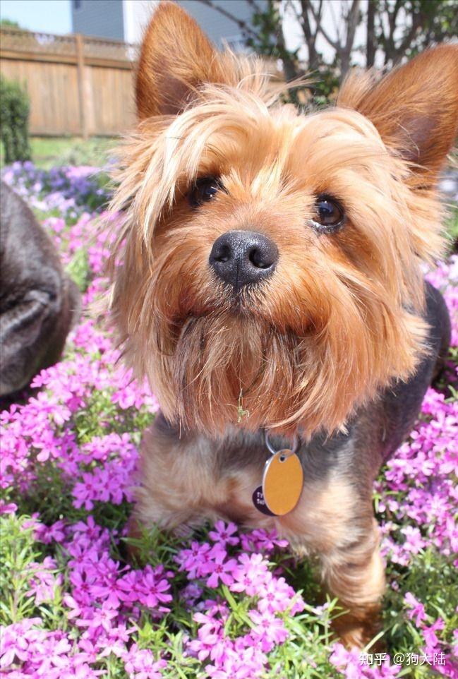 “约克夏”有多好？不养不知道，养了让你捡到宝！ - 知乎