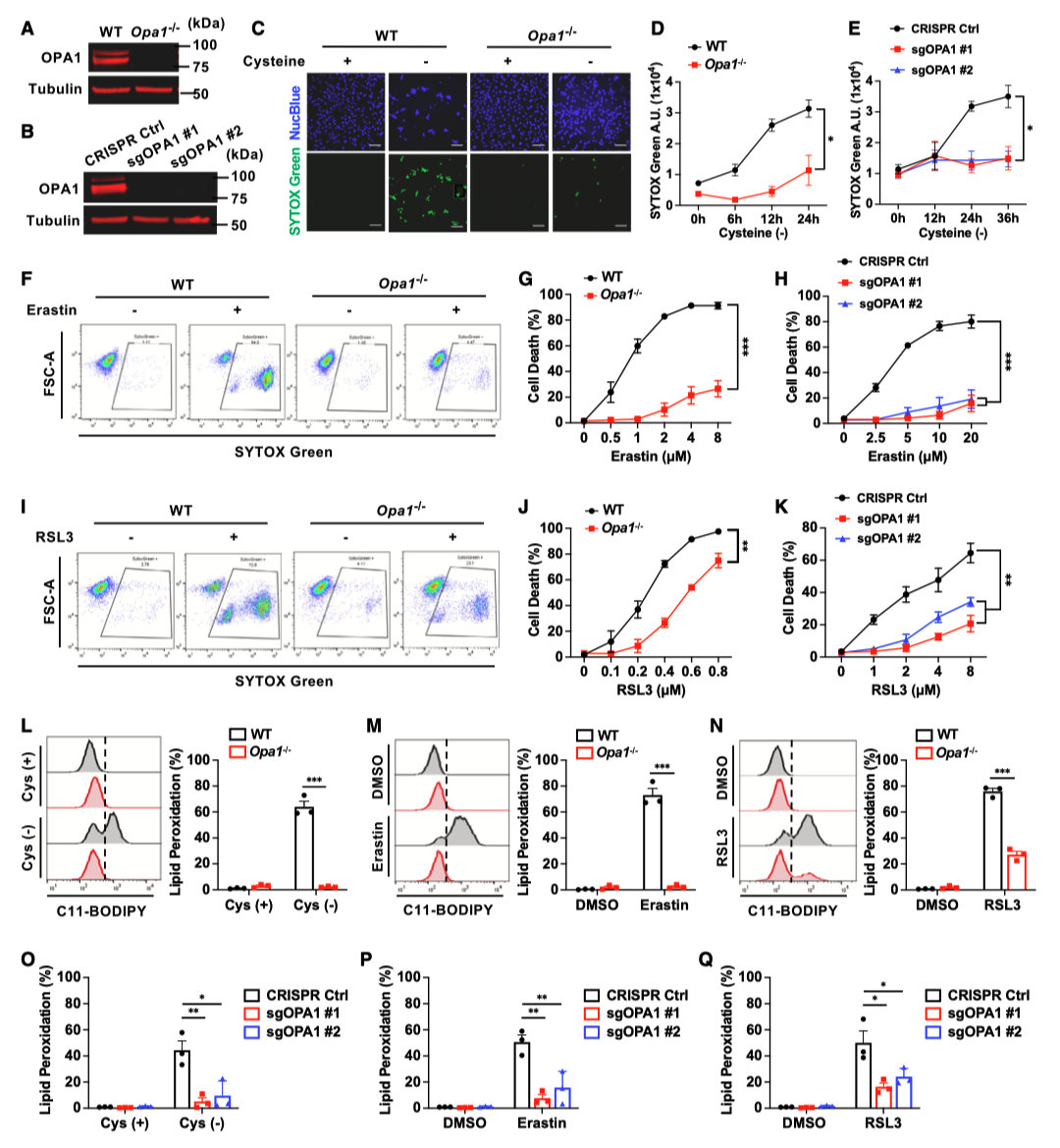 Molecular Cell丨线粒体动力蛋白OPA1对铁死亡的调控作用 - 知乎