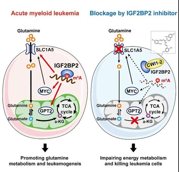 Cancer Cell | 揭示m⁶A读码器IGF2BP2在急性髓系白血病中的调节机制 - 知乎