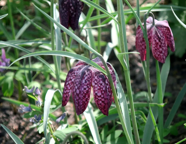 花格贝母 Fritillaria meleagris L. - 知乎