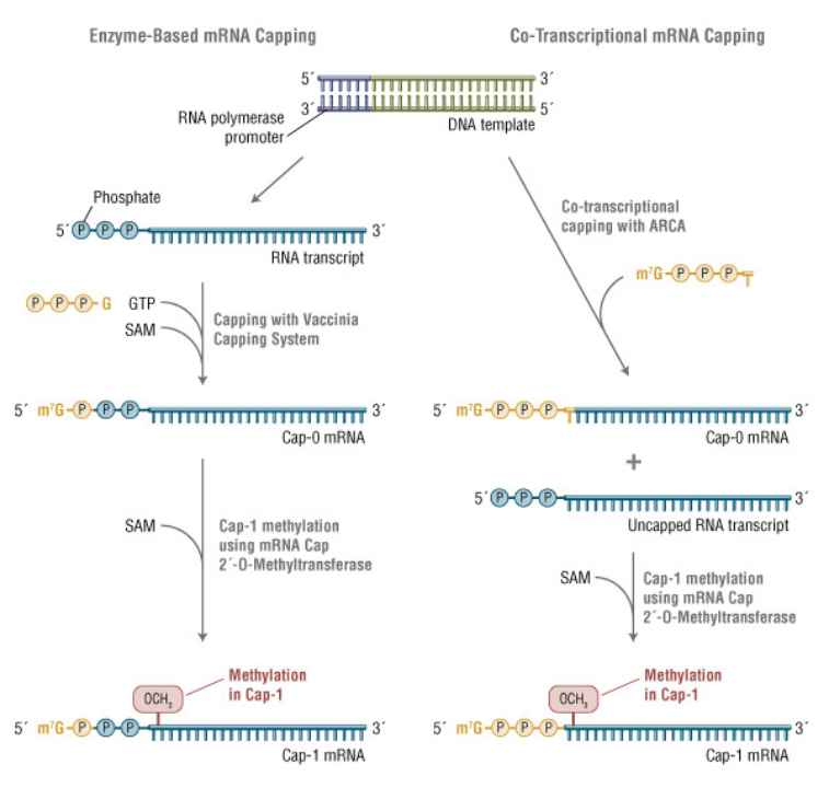 浅析mRNA疫苗的工艺流程 - 知乎