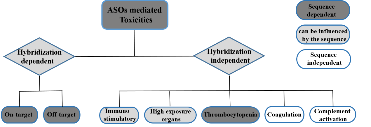 浅谈ASO药物非临床安全性评估中的主要考量因素 - 知乎