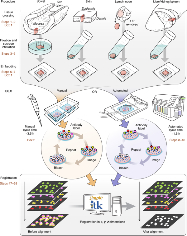 多重免疫荧光：癌症免疫治疗的强大工具 - 知乎