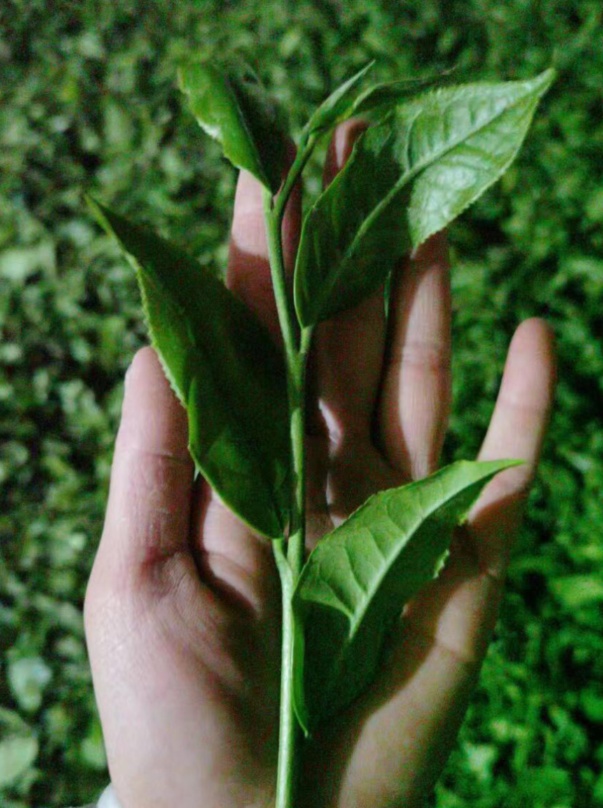 剧烈运动后，可不可以马上喝茶？ 知乎