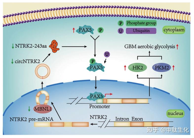 Cell Death and Disease : MBNL1/circNTRK2/PAX5通路在调节GBM糖酵解过程中起着至关重要的作用 - 知乎