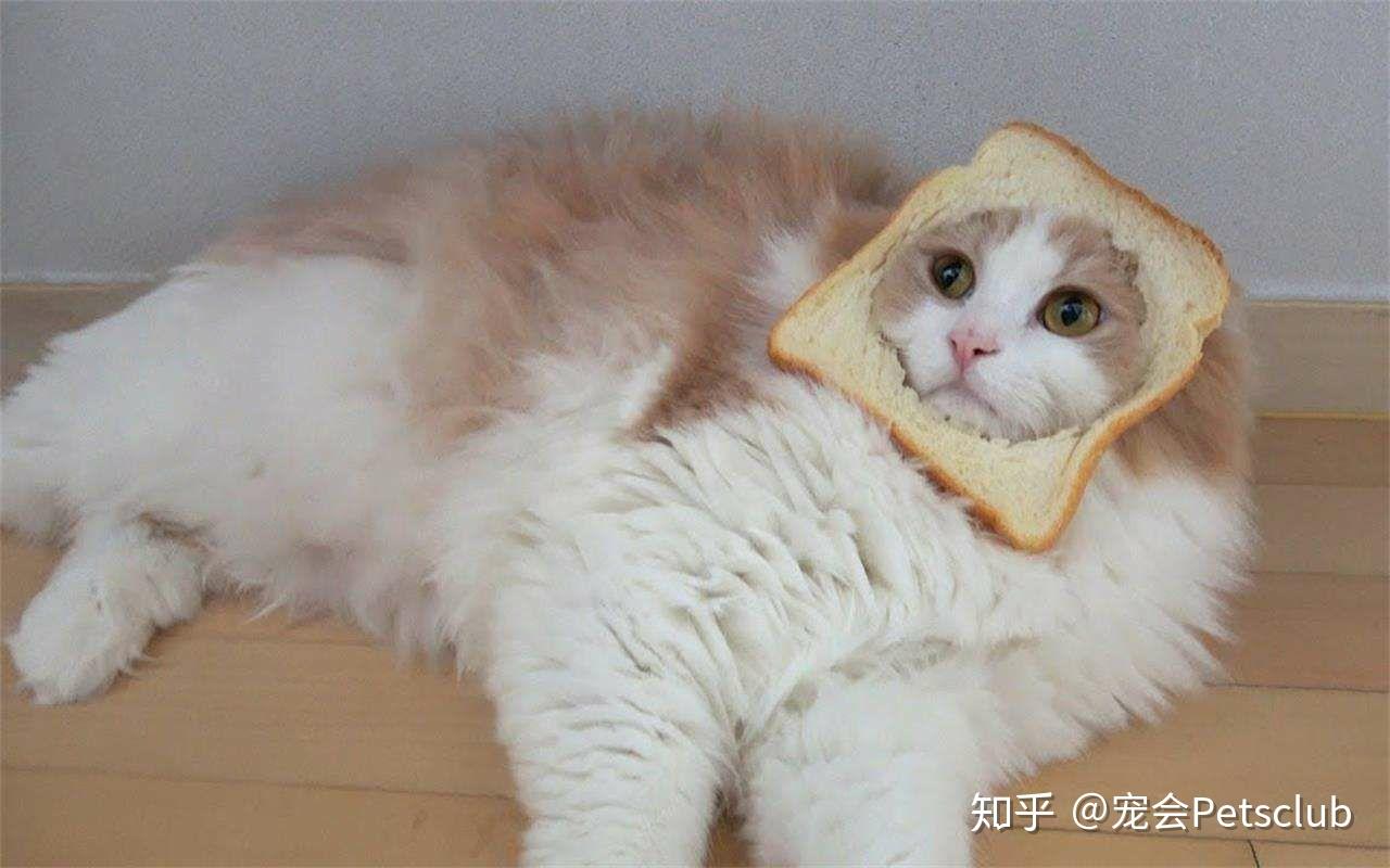 猫咪眼中的豪华大餐居然只值两杯奶茶钱？？ - 知乎