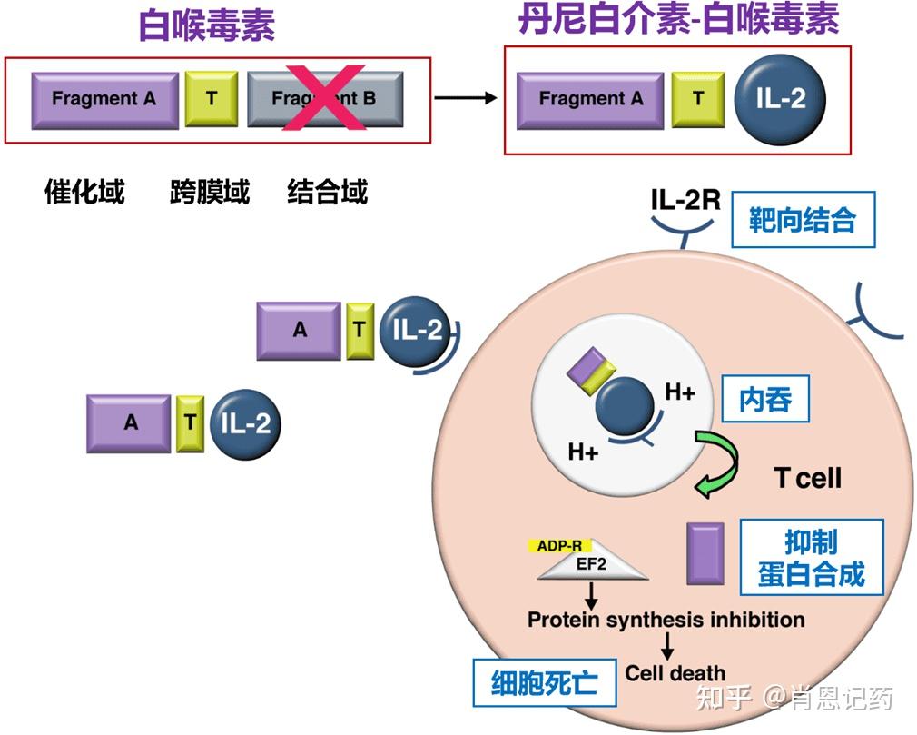 记住所有FDA生物药 | 皮肤T细胞淋巴瘤（CTCL）| Denileukin Diftitox 丹尼白介素-白喉毒素 - 知乎