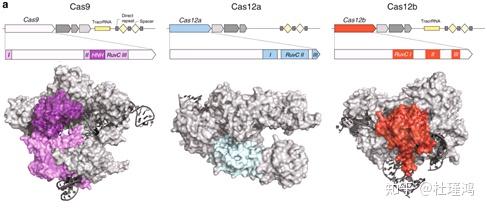 核酸的剪刀——CRISPR/Cas - 知乎