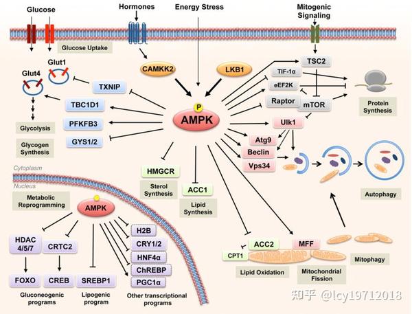 AMPK信号通路（三） - 知乎