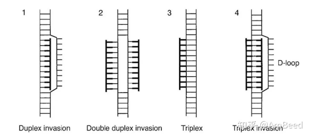 【AmBeed揭秘】PNA：核苷酸的新型替代者 - 知乎