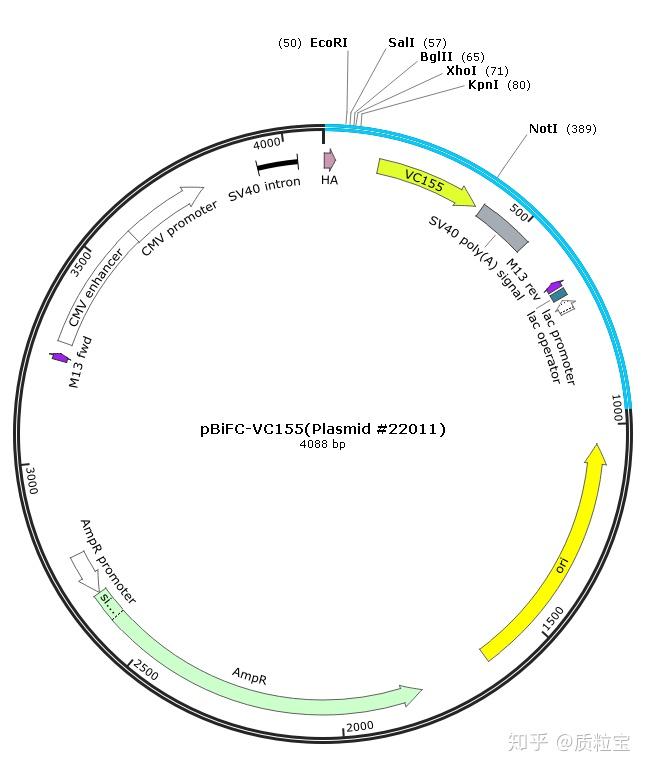 双分子荧光互补载体 - 知乎