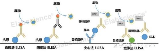 ELISA实验分类及其原理 - 知乎