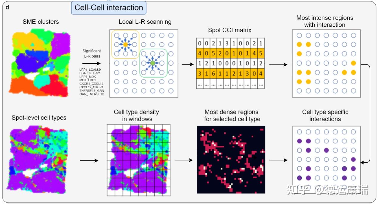 聚焦生信 | stLearn空间转录组细胞互作解决方案-附代码 - 知乎