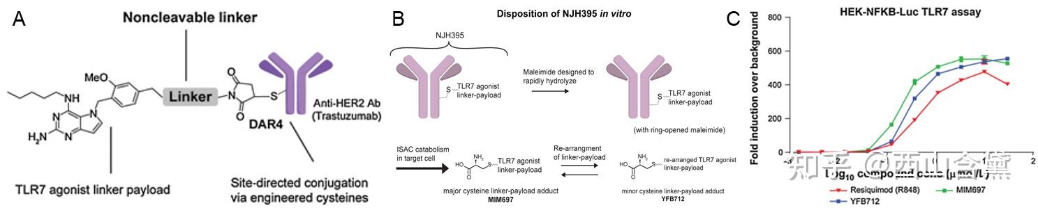 前“撤”可鉴(四)-Immune-stimulating antibody conjugate (ISAC) - 知乎