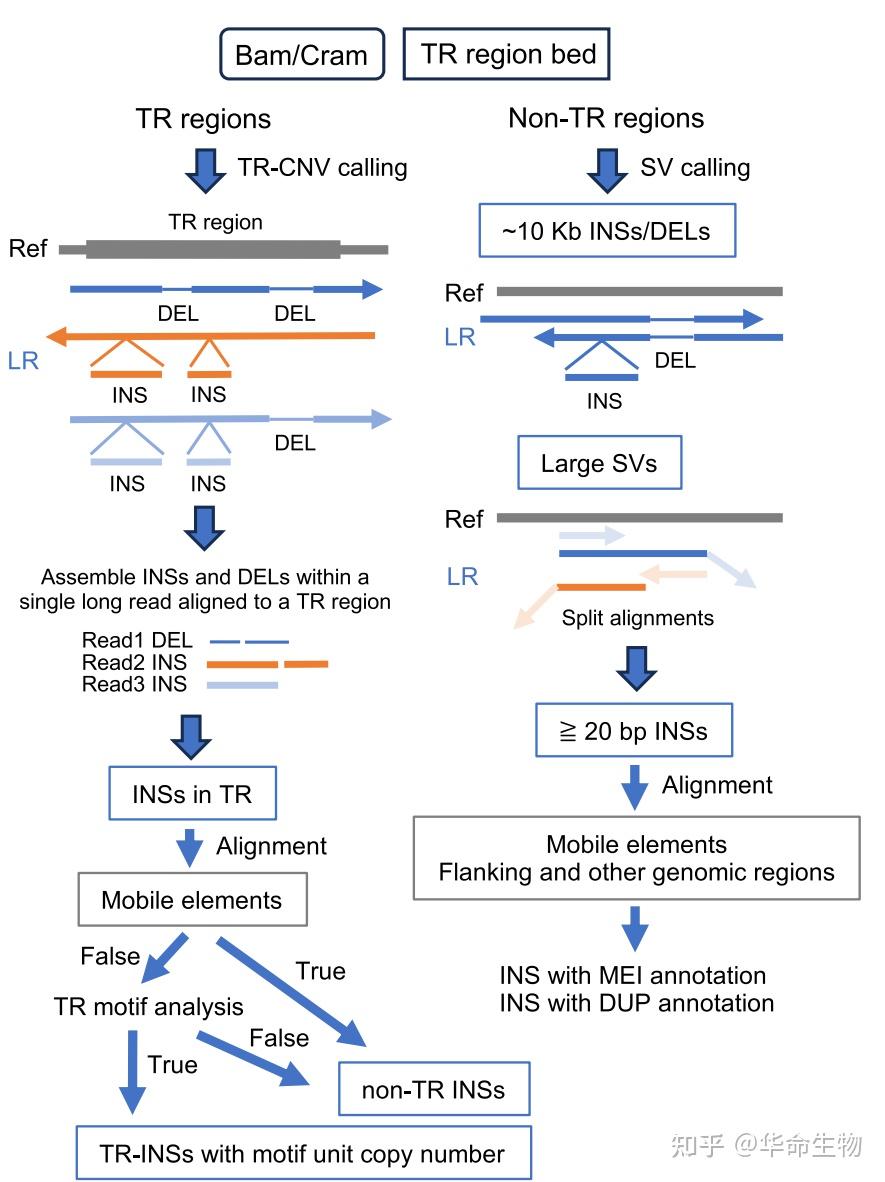 Genome Biology | TRsv：准确检测TR-CNVs的高效新工具 - 知乎