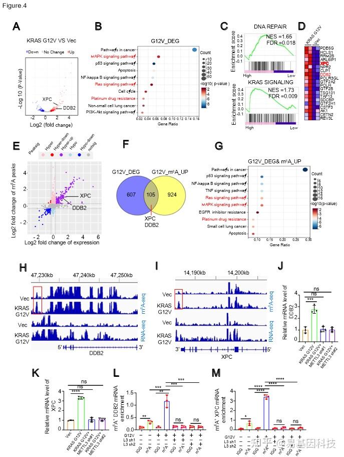 易基因：m6A-seq+RNA-seq揭示KRAS突变通过调控ALKBH5翻译后修饰导致肺癌对铂类药物耐药｜JCI - 知乎