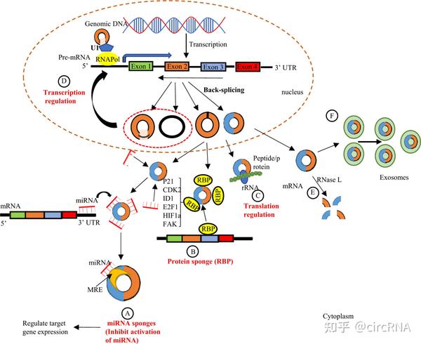 Pharmacol Ther丨杨晓峰教授综述circRNA在心血管和代谢性疾病中的研究进展 - 知乎