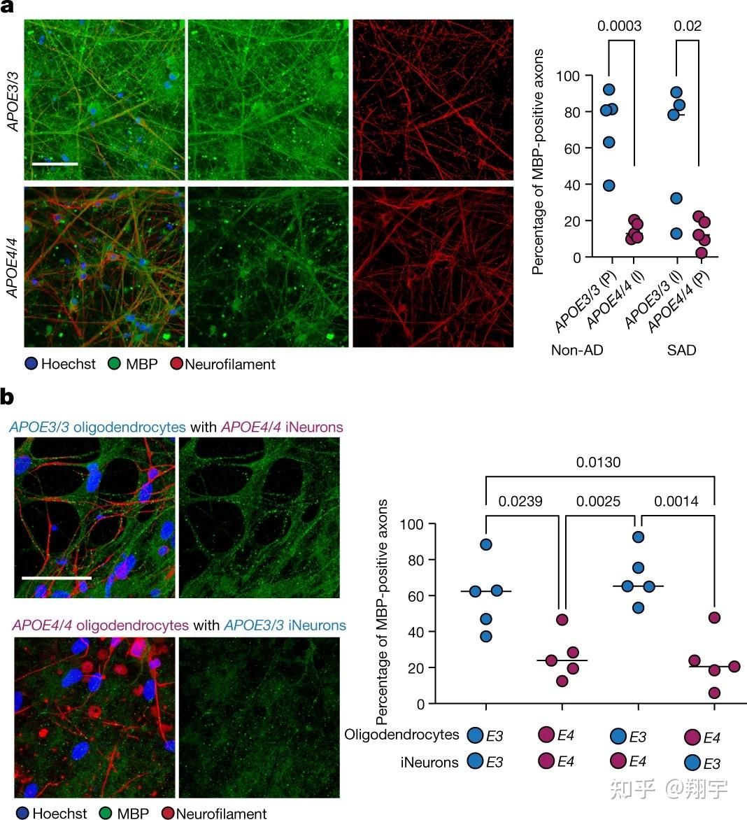 Nature 文章:APOE4通过少突胶质细胞胆固醇失调损害髓鞘形成 - 知乎