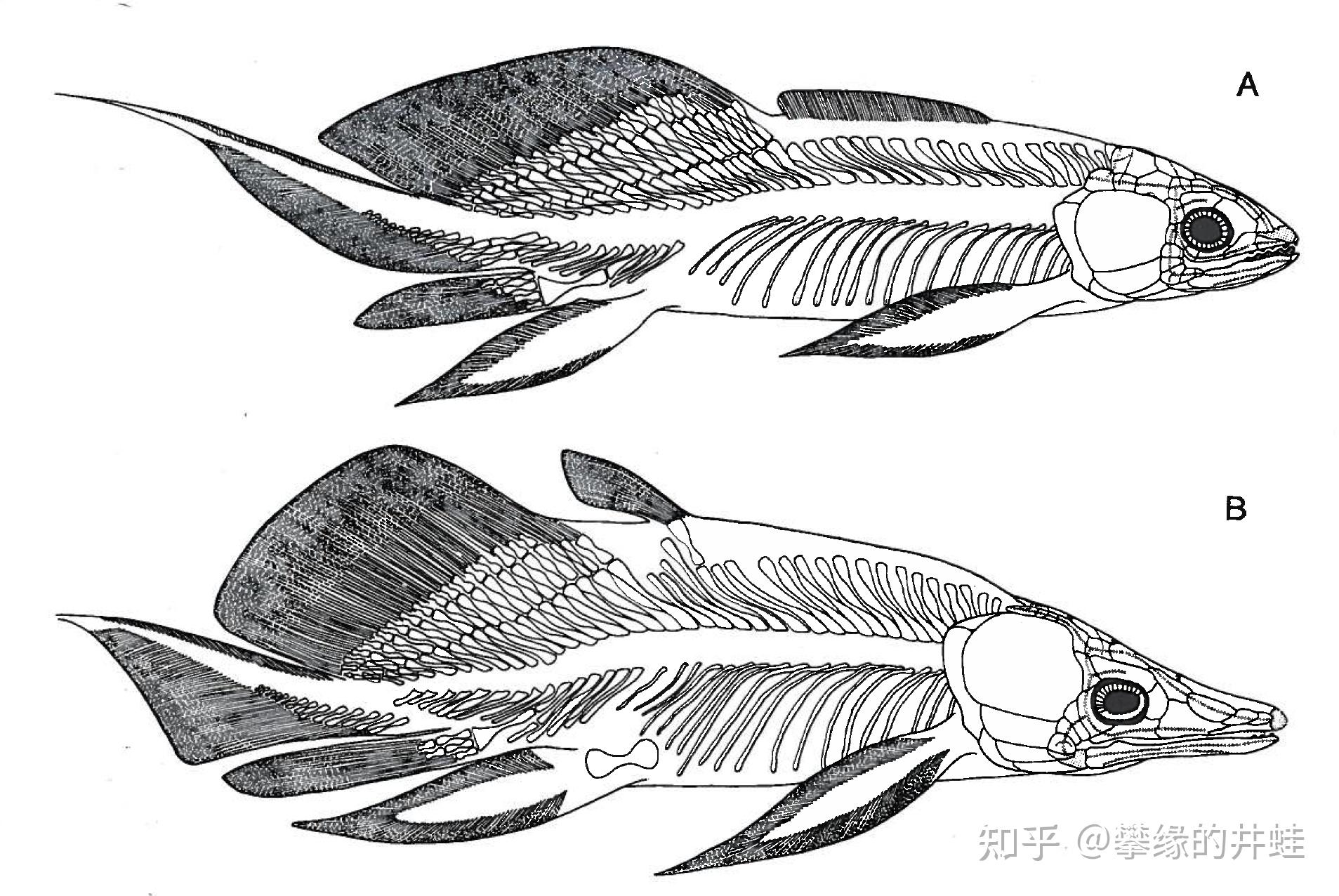 【地球演义】第二百七十九回 锦鳞记8：谁云涸辙困波臣 - 知乎