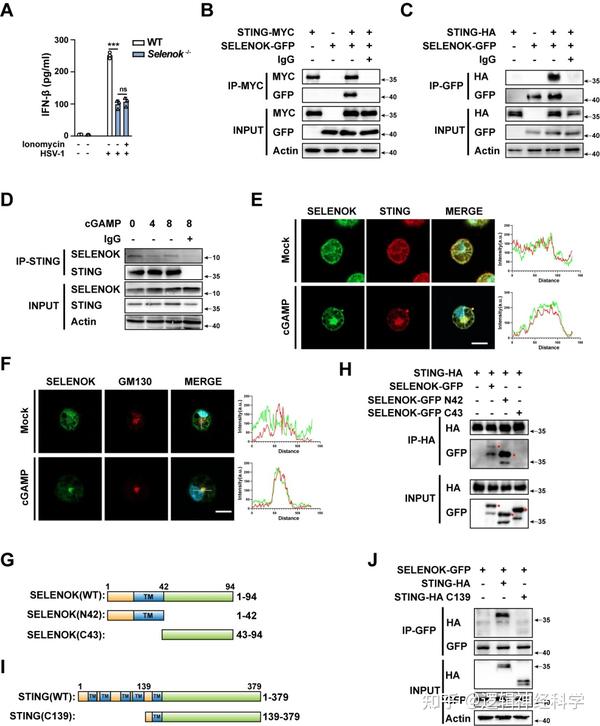PLoS Pathog︱山东大学贾木天/赵伟团队揭示硒蛋白调控STING激活新机制 - 知乎