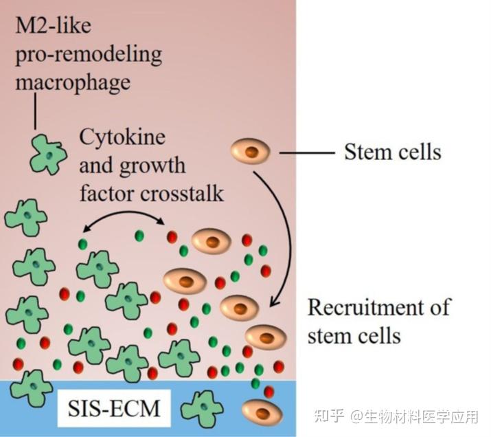 必看！最全SIS-dECM分享——搞懂脱细胞技术基础篇 - 知乎