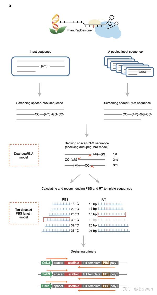 先导编辑（Prime Editing）新策略 - 知乎
