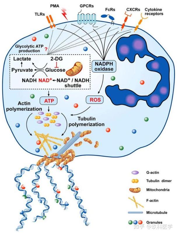 NETs/NETosis | 中性粒细胞的另一重身份：与肿瘤共谋、暗中助长 - 知乎