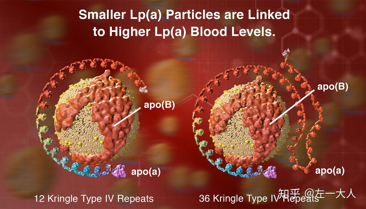 关于脂蛋白Lp（a）的十件事，和女性激素的关系 - 知乎