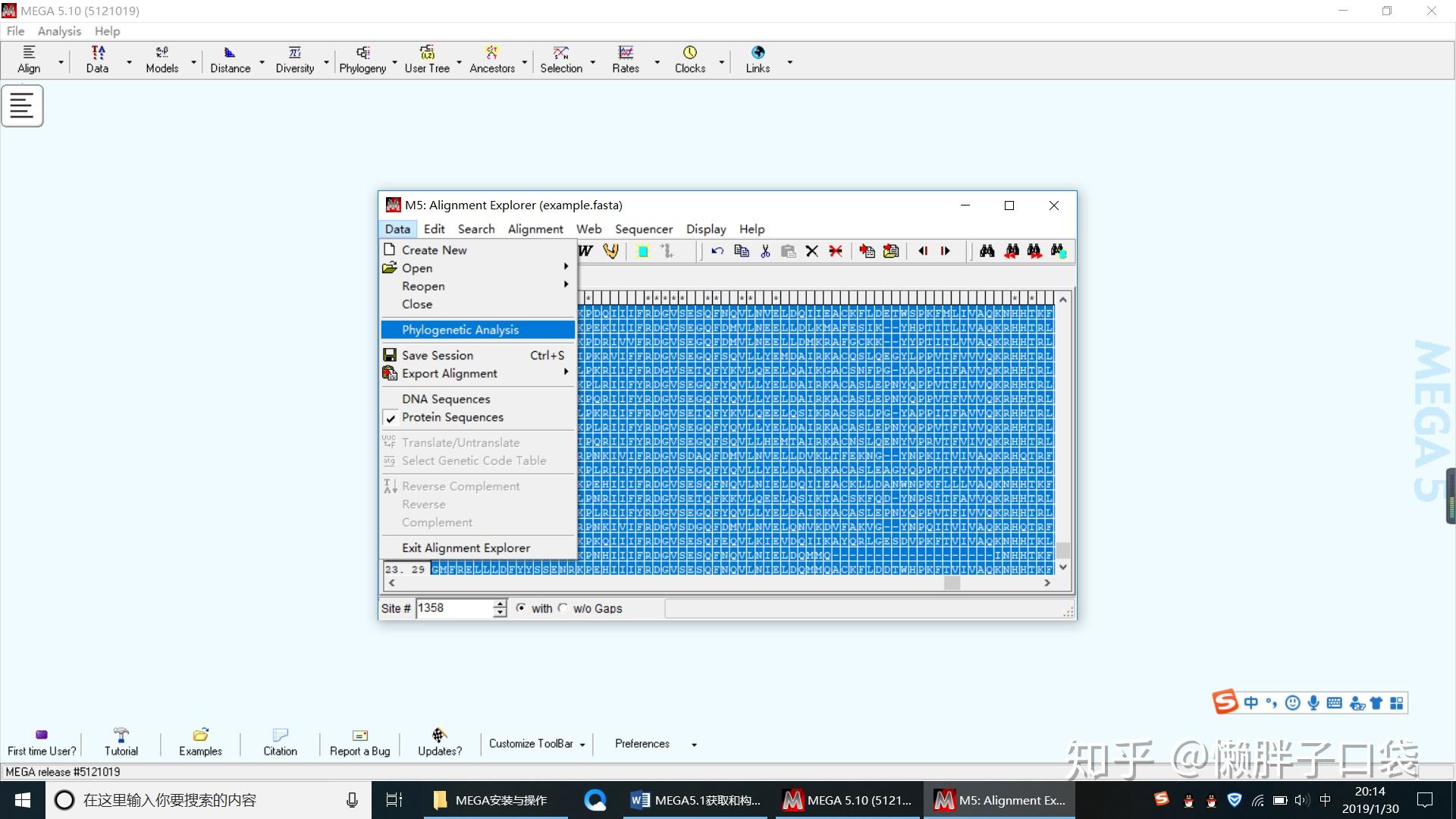 MEGA5.1获取和构建系统发育树 - 知乎