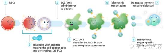 红细胞载体肿瘤疫苗IND在华获批，针对HPV阳性实体瘤 - 知乎