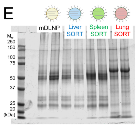 PNAS | On the mechanism of tissue-specific mRNA delivery by selective ...