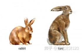 如何区分兔子的英文表述bunny、rabbit和hare | 学英语 - 知乎