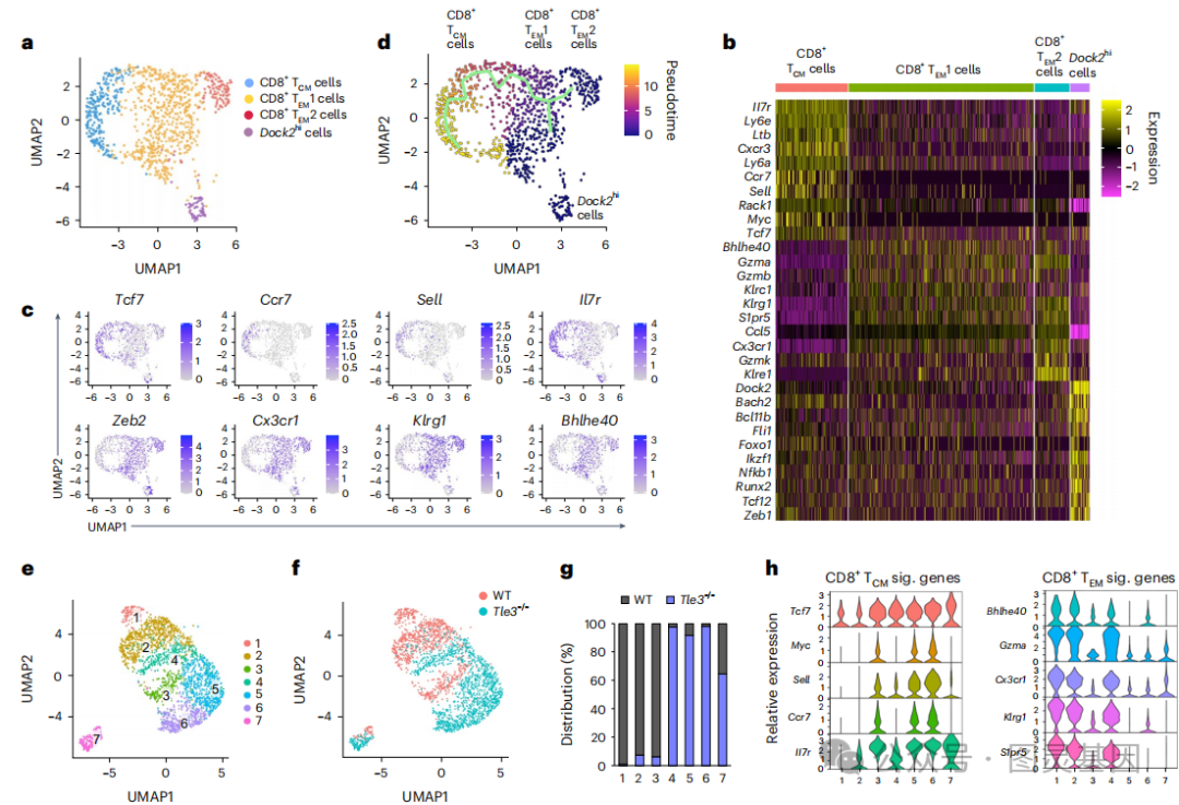 Nat Immu | 转录辅因子Tle3决定记忆性CD8+T细胞分化 - 知乎