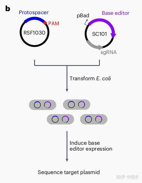 Nature Biotechnology|将腺嘌呤碱基编辑器（ABE）优化成具有低脱靶活性的小型高效胞嘧啶碱基编辑器（CBE） - 知乎