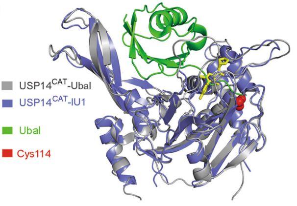 Cell Research丨去泛素化酶家族特异性抑制剂开发新靶点 - 知乎