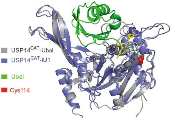 Cell Research丨去泛素化酶家族特异性抑制剂开发新靶点 - 知乎