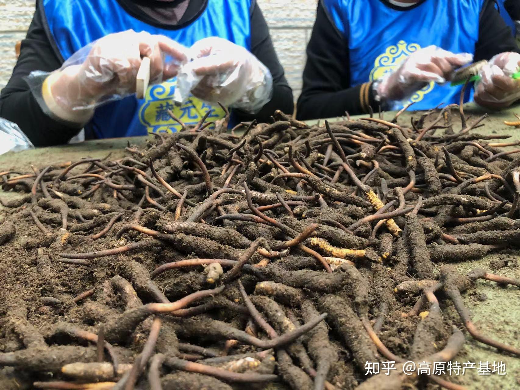 【藏元生】《中华本草》中关于冬虫夏草的收录 - 知乎