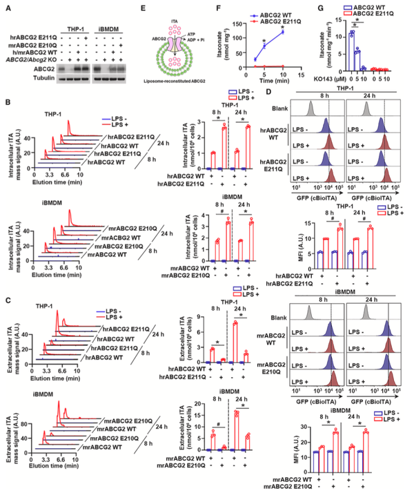 Cell Metabolism丨ABCG2 是一种衣康酸排出器，它通过减轻 TFEB 依赖性溶酶体生物生成来限制抗菌先天免疫能力 - 知乎