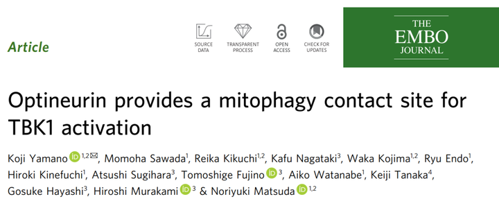 The EMBO Journal|Optineurin为TBK1的激活提供自噬接触位点 - 知乎