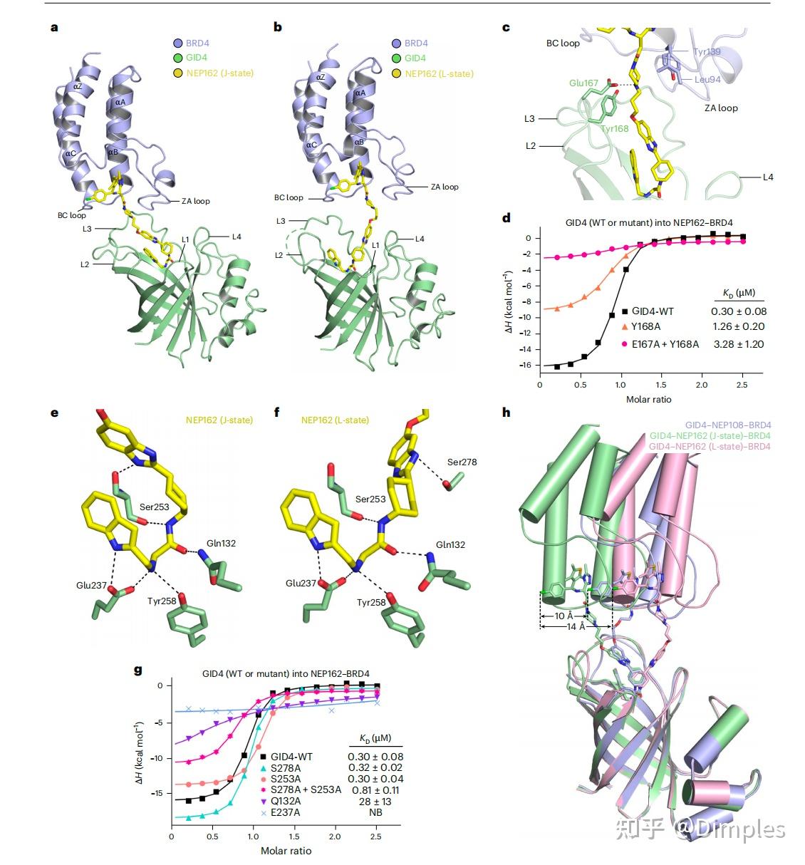 利用全新E3泛素连接酶GID4设计PROTAC - 知乎