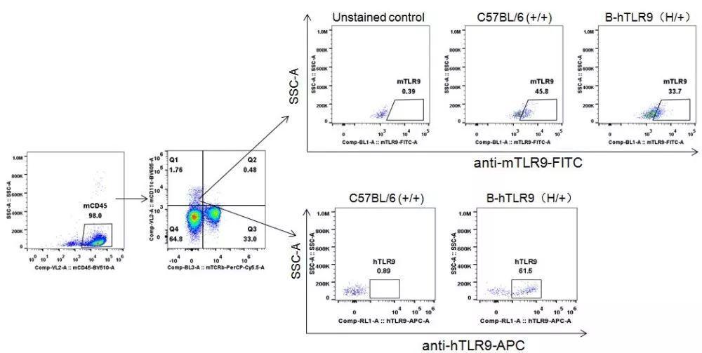 TLR9人源化小鼠（B-hTLR9 mice） - 知乎