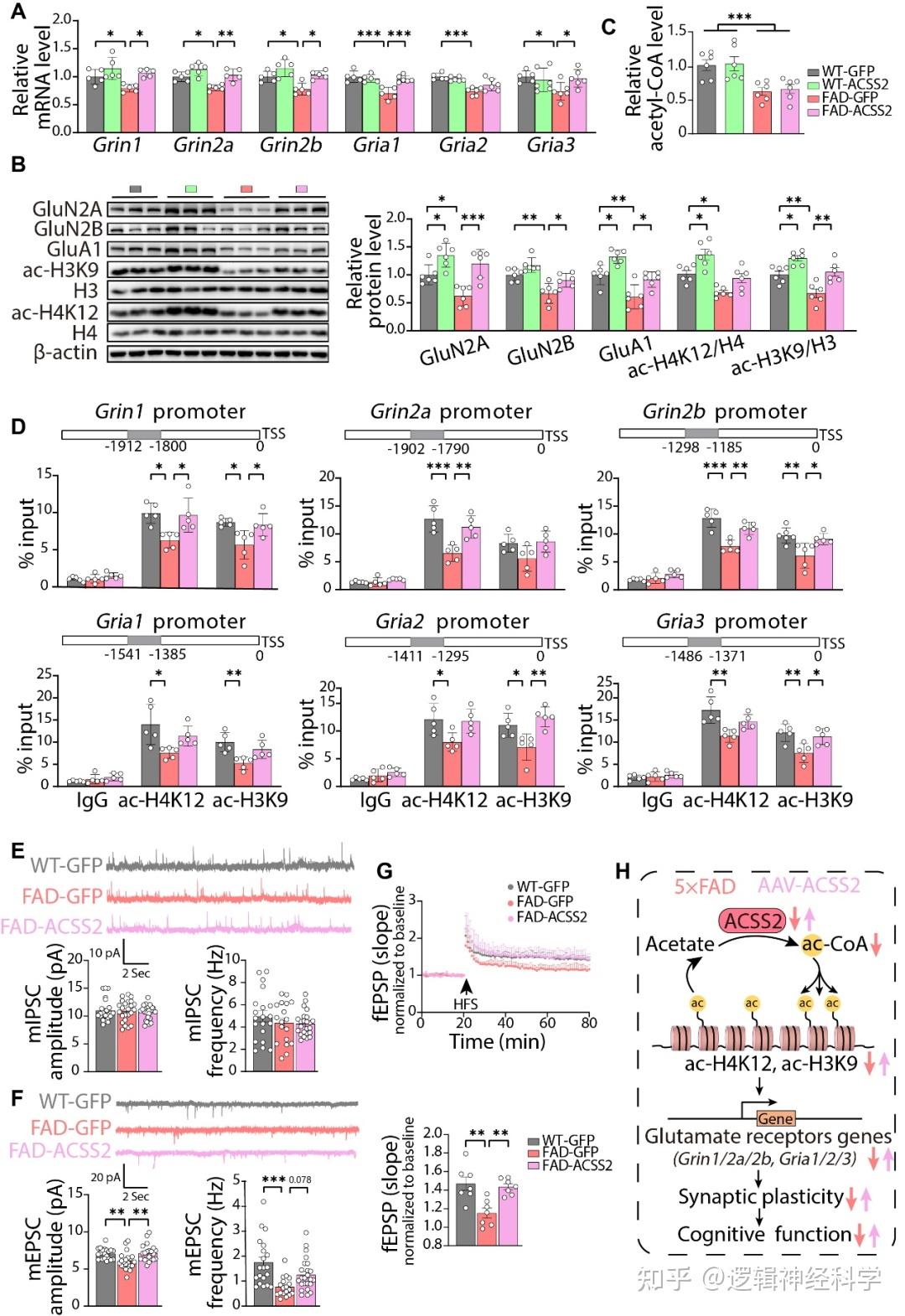 MN︱福建医科大学陈晓春/张静团队揭示ACSS2介导组蛋白乙酰化在阿尔茨海默病认知功能调控中的重要作用 - 知乎