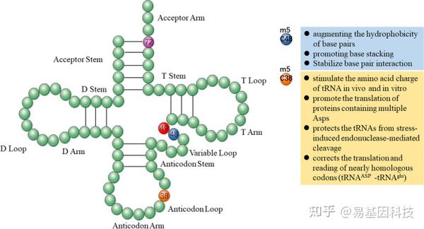 易基因｜深度综述：RNA m5C修饰的生物学及在肿瘤发生和免疫治疗中的作用 - 知乎