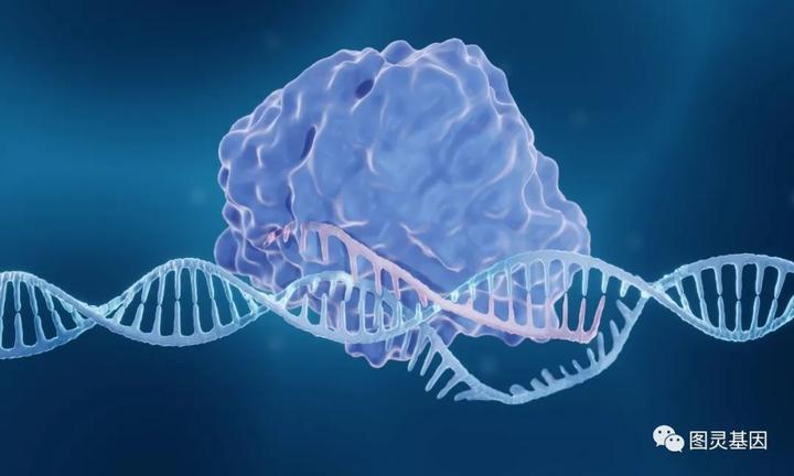 Mol Cell | 大规模测定CRISPR激活规则，引导高效设计 - 知乎