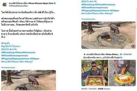 MOODENG ETH——下一个模因之王：2 为什么MOODENG如此流行？ - 知乎