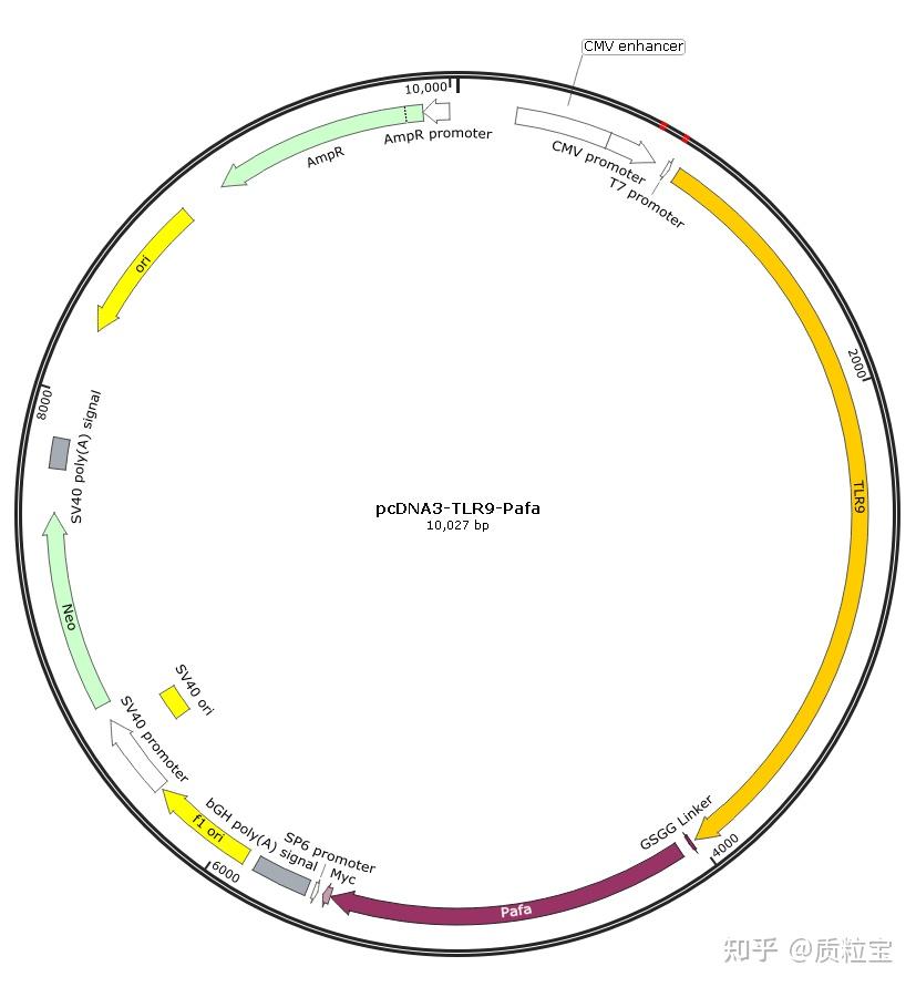 PUP-IT邻近标记技术载体 - 知乎