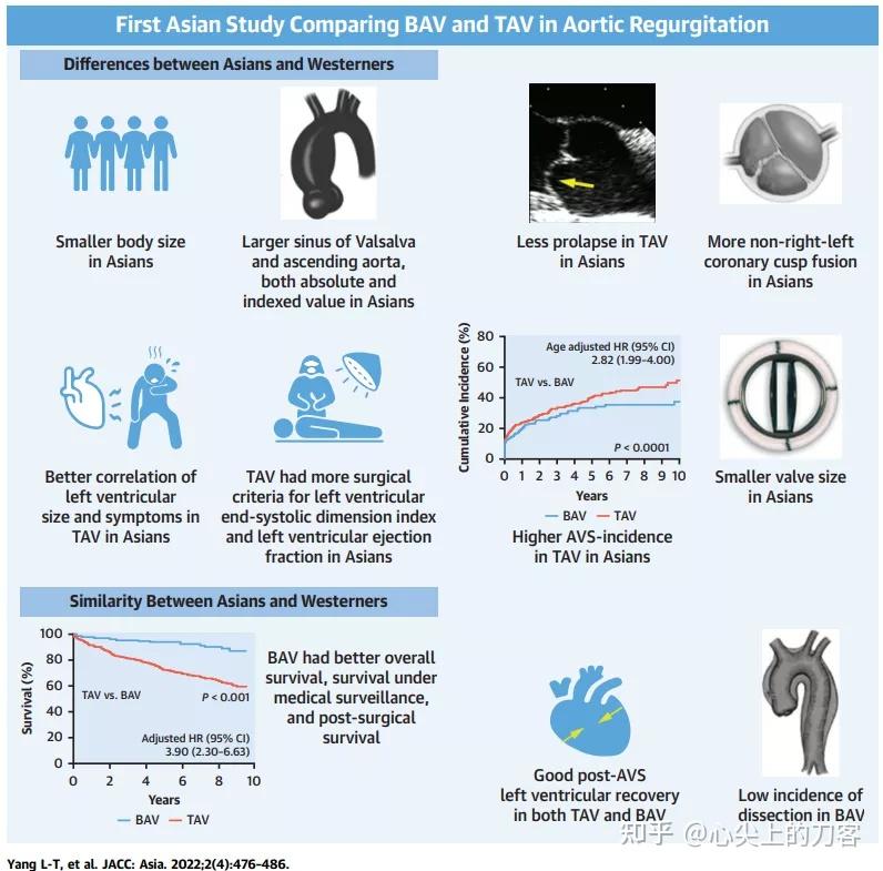 台湾学者JACC: Asia发文：二叶式主动脉瓣反流患者预后优于三叶式主动脉瓣反流 - 知乎
